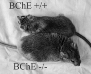 What is a Butyrylcholinesterase (BCHE) Deficiency? – The Healing Blossom